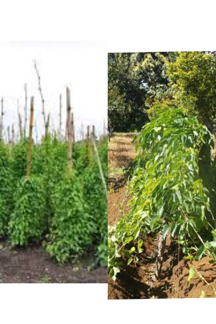 YAM FARMING: PRE-PLANTIG TO POST-PLANTING – Growth For Sustainable ...